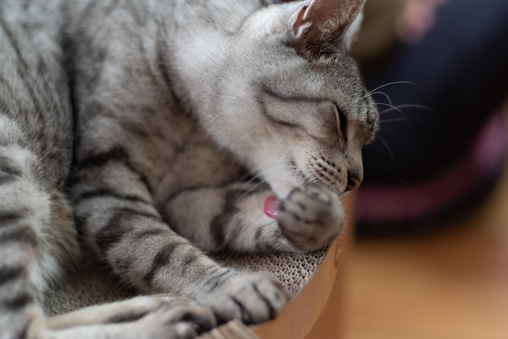 Cat Head Bobbing: Why It Happens | Great Pet Care