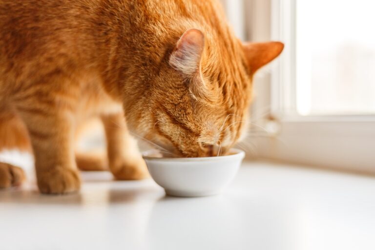 What Is Gastrointestinal Cat Food? Information and Product Picks ...