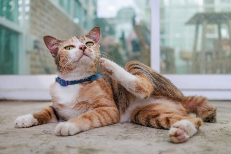 Scabs on Cats: Types and Common Causes | Great Pet Care