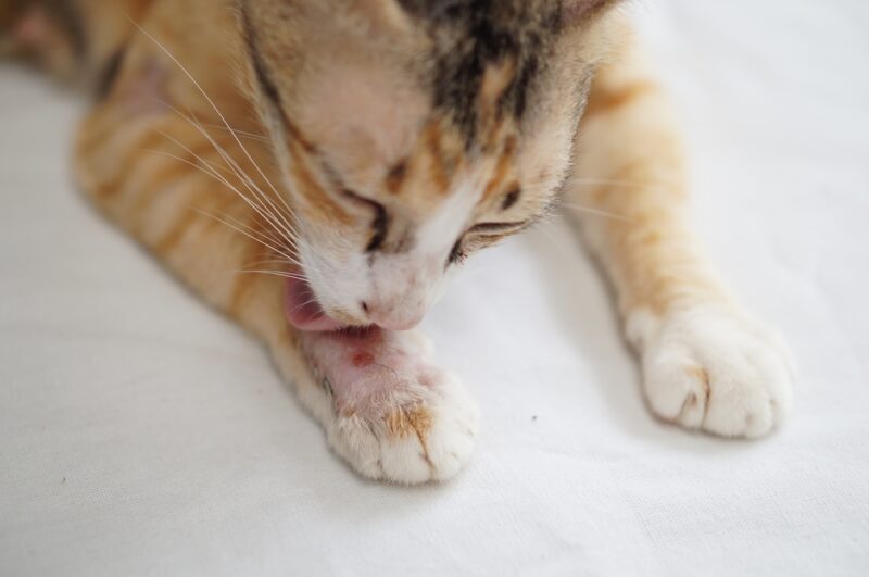 Warbles in Cats | Great Pet Care