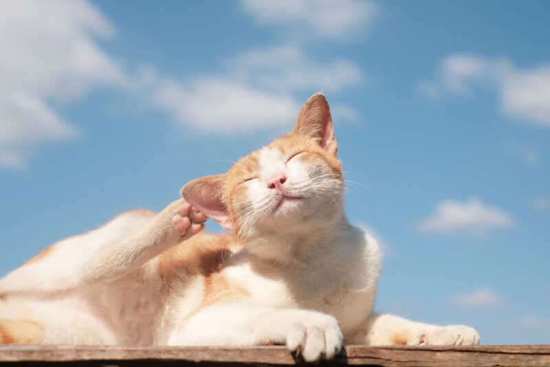 Cat Pain Scale: How to Assess Feline Pain | Great Pet Care