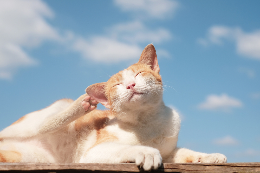 Cat Dry Skin: Causes and How to Help | Great Pet Care