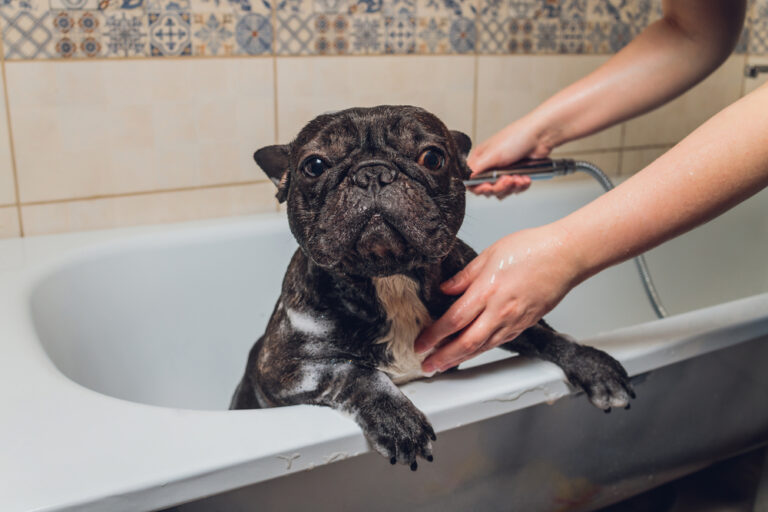 Dog Dry Skin: Causes and How to Help | Great Pet Care