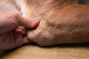 Dog Dry Skin: Causes and How to Help | Great Pet Care