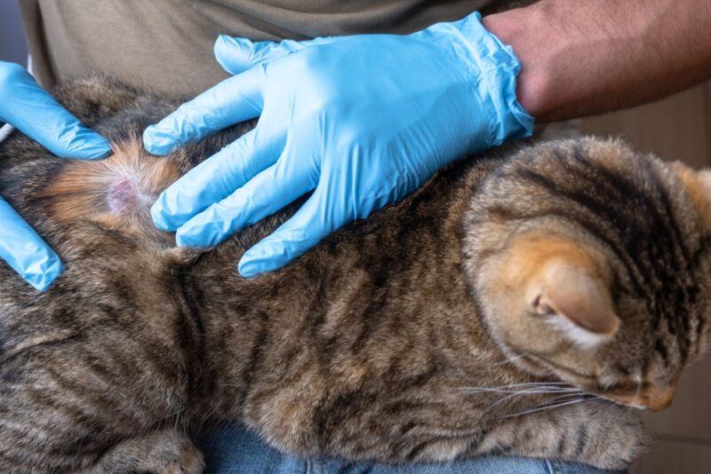 Cat Dry Skin: Causes and How to Help | Great Pet Care