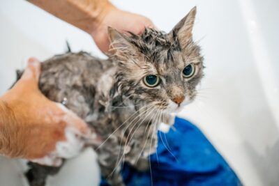Cat Dry Skin: Causes and How to Help | Great Pet Care