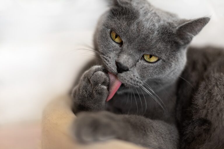 Cat Dry Skin: Causes and How to Help | Great Pet Care
