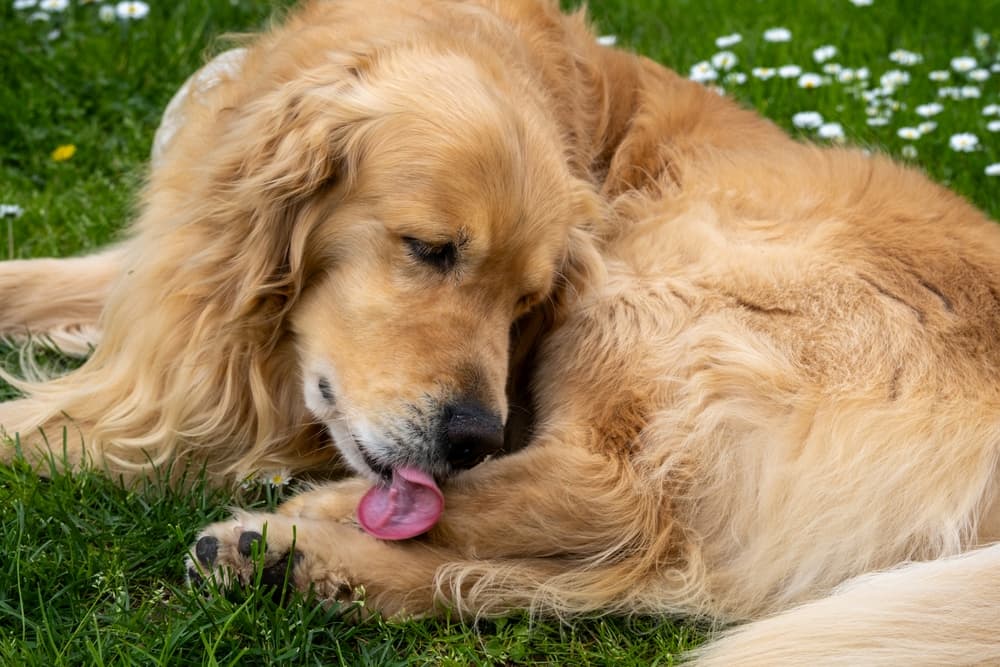 8 Apoquel Alternatives for Dogs | Great Pet Care