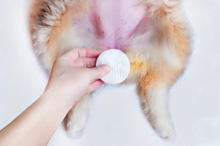Dog Belly Rash: 6 Causes and How to Help | Great Pet Care