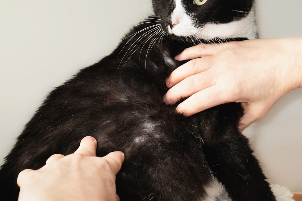 Flea Allergy Dermatitis in Cats | Great Pet Care