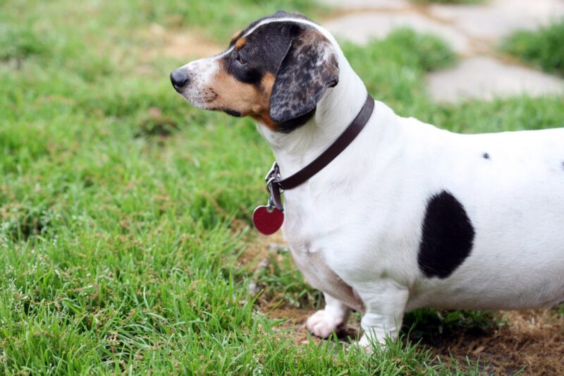 How Many Calories Should My Dog Eat? | Great Pet Care