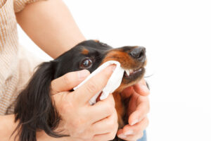 How to Get Plaque Off Dog Teeth | Great Pet Care