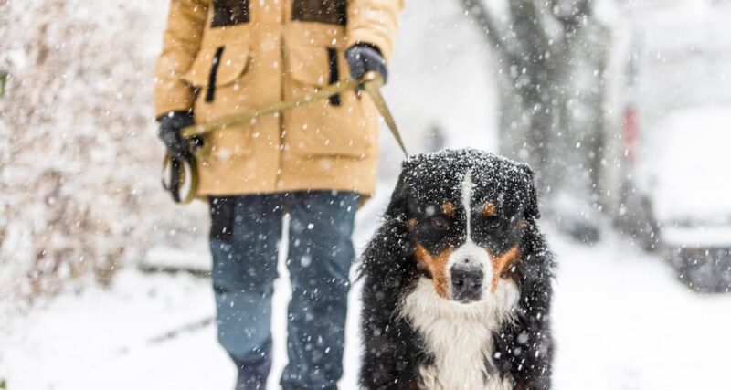 Walking Your Dog in the Winter: 6 Tips | Great Pet Care
