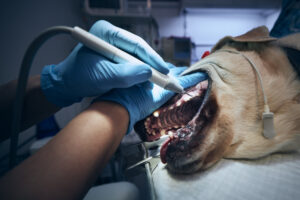 How to Get Plaque Off Dog Teeth | Great Pet Care
