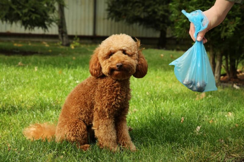 Fecal Test for Dogs: What to Know | Great Pet Care