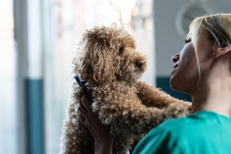 Fecal Test for Dogs: What to Know | Great Pet Care