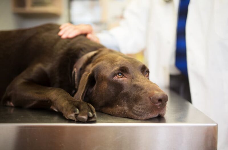 Sepsis in Dogs | Great Pet Care