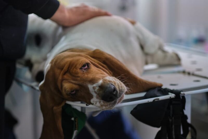 Syncope (Fainting) in Dogs | Great Pet Care