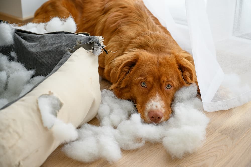 9 Ways to Help Your Senior Dog Age Gracefully | Great Pet Care