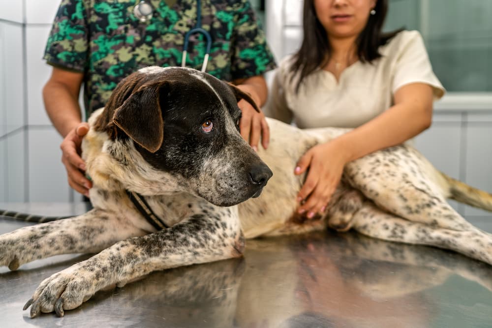 Dog Bloat Surgery: Cost and What to Expect | Great Pet Care