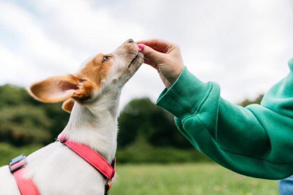Dog Wheezing: What It Sounds Like and Why It Happens | Great Pet Care