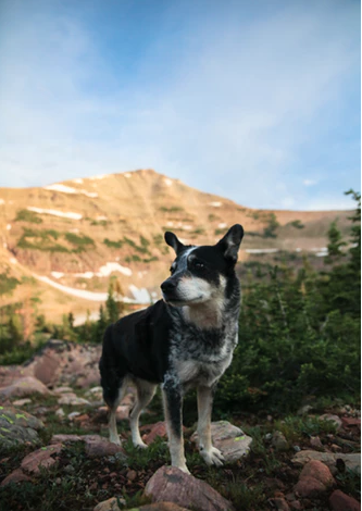 The Best Dog-Friendly Hiking Near NYC - Great Pet Living