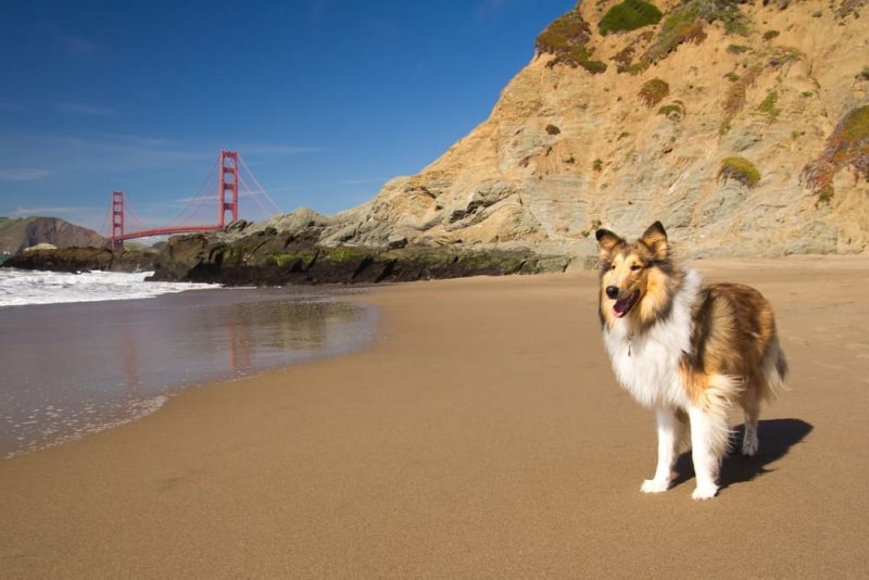 The 6 Coolest Dog Parks in San Francisco - Great Pet Living