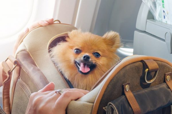 Flying With a Dog: Rules, Safety, and Airline Information - Great Pet ...