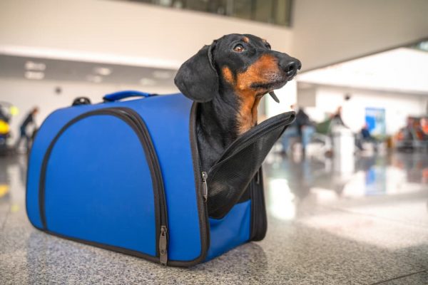 Flying With a Dog: Rules, Safety, and Airline Information - Great Pet ...