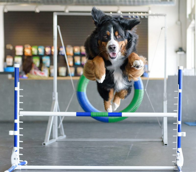 Dog Modeling: Does Your Pup Have What It Takes? - Great Pet Living