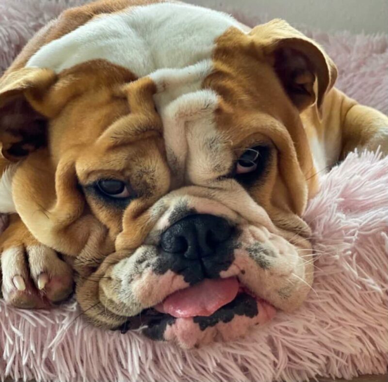 The Funniest Dog Faces On The Internet - Great Pet Living