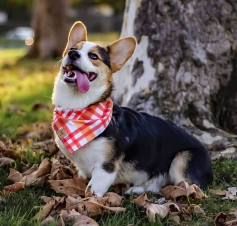 20 Fluffy Corgi Pictures You NEED In Your Life - Great Pet Living