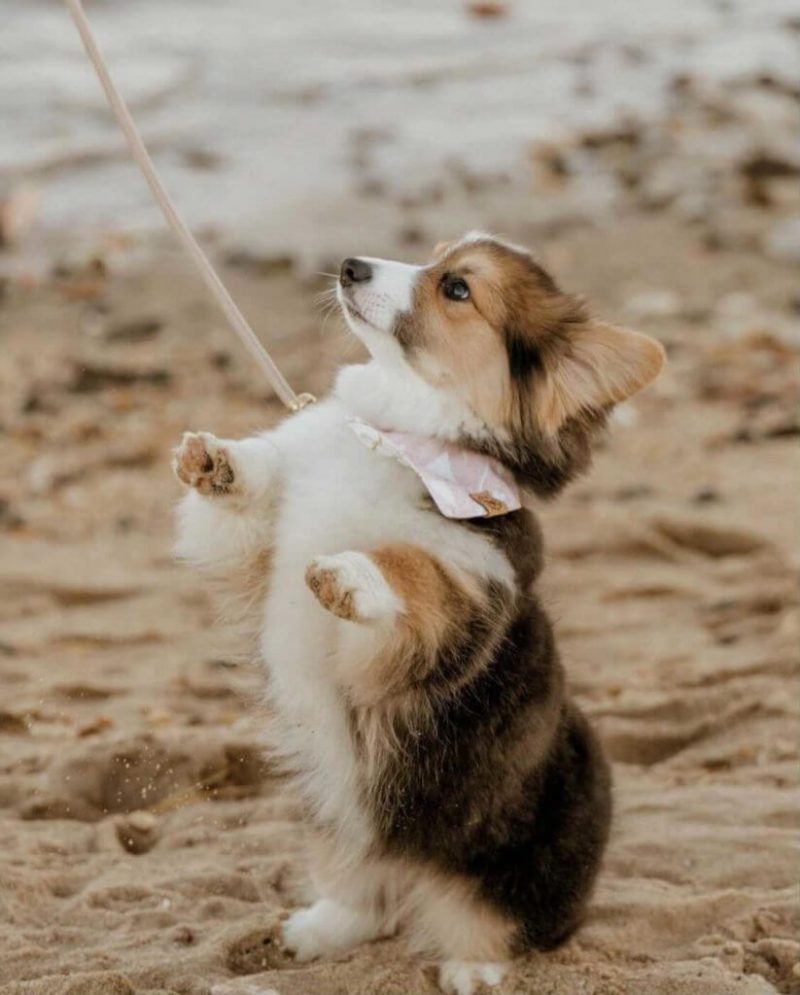 20 Fluffy Corgi Pictures You NEED In Your Life - Great Pet Living