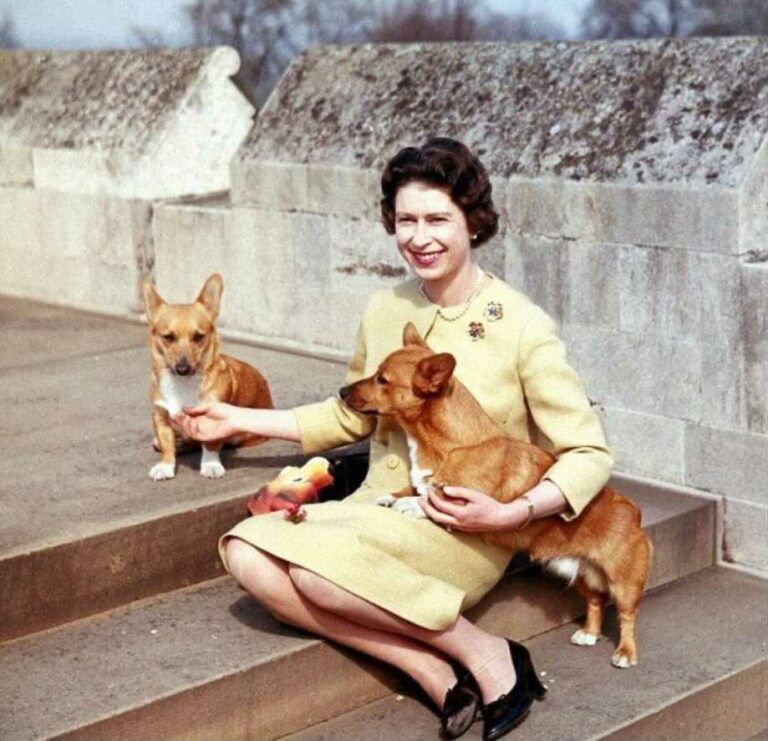 The Queen and Her Corgis - Great Pet Living