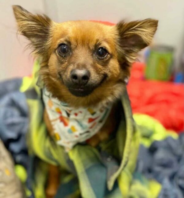 The Funniest Dog Faces On The Internet - Great Pet Living