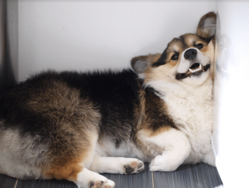 20 Fluffy Corgi Pictures You NEED In Your Life - Great Pet Living