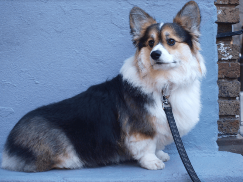 20 Fluffy Corgi Pictures You NEED In Your Life - Great Pet Living