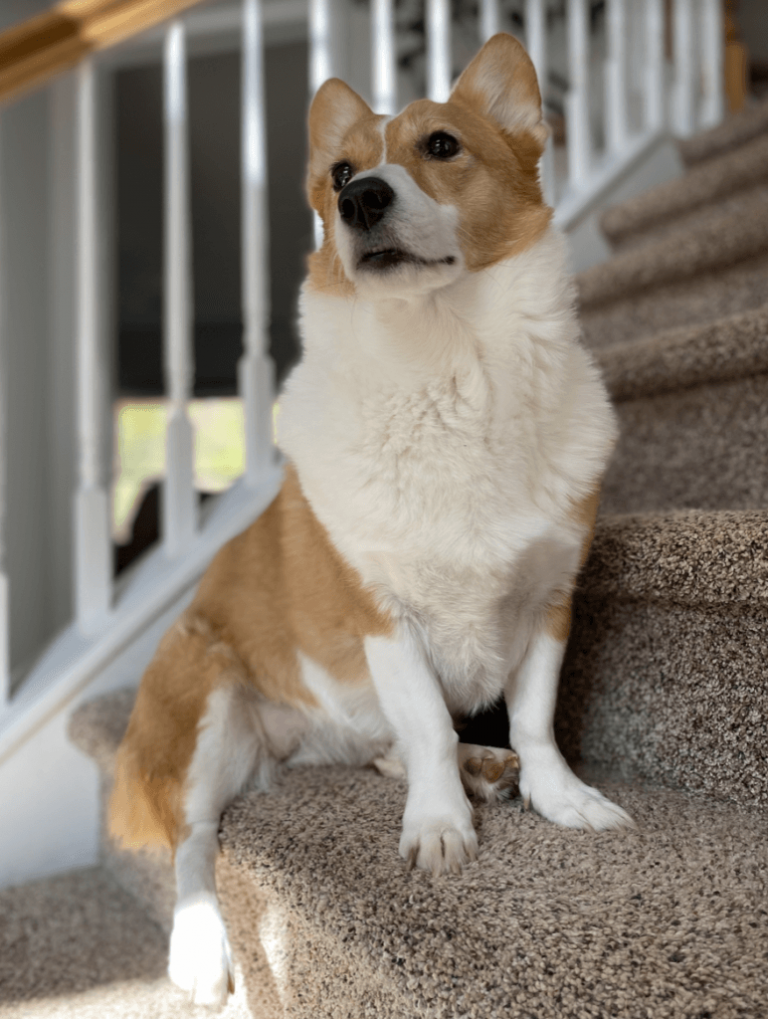 20 Fluffy Corgi Pictures You NEED In Your Life - Great Pet Living
