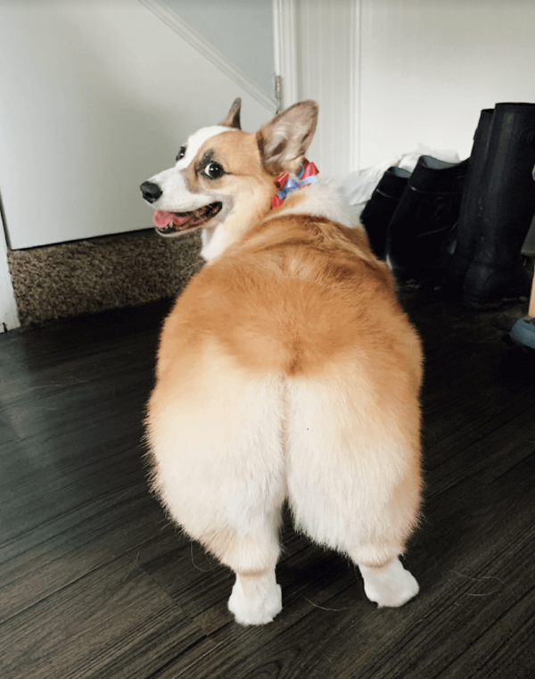 20 Fluffy Corgi Pictures You NEED In Your Life - Great Pet Living
