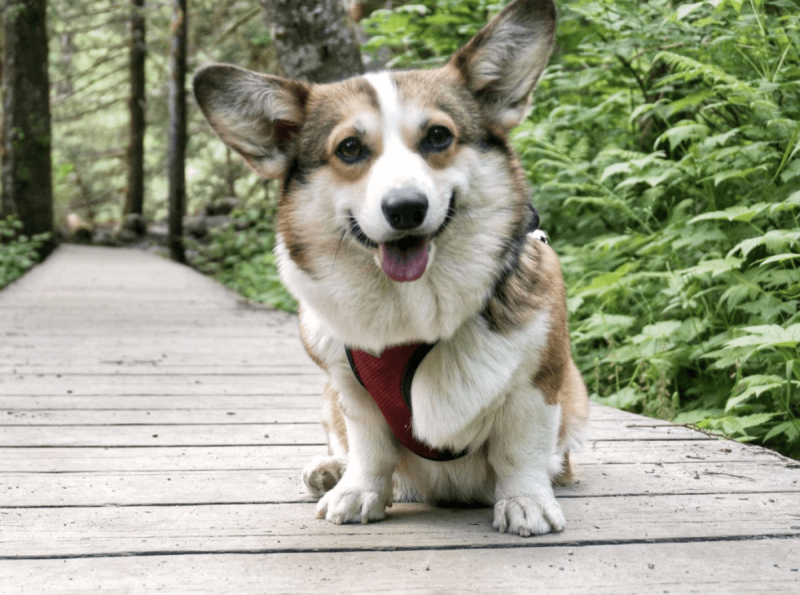 20 Fluffy Corgi Pictures You NEED In Your Life - Great Pet Living
