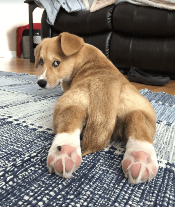 20 Fluffy Corgi Pictures You NEED In Your Life - Great Pet Living
