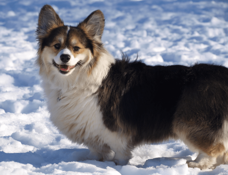 20 Fluffy Corgi Pictures You NEED In Your Life - Great Pet Living