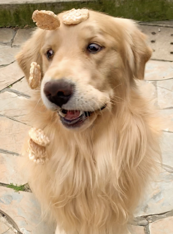 The Funniest Dog Faces On The Internet - Great Pet Living