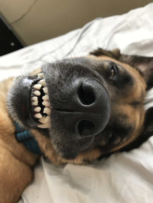 The Funniest Dog Faces On The Internet - Great Pet Living