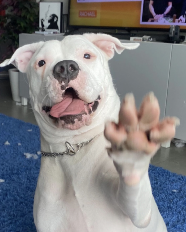 The Funniest Dog Faces On The Internet - Great Pet Living