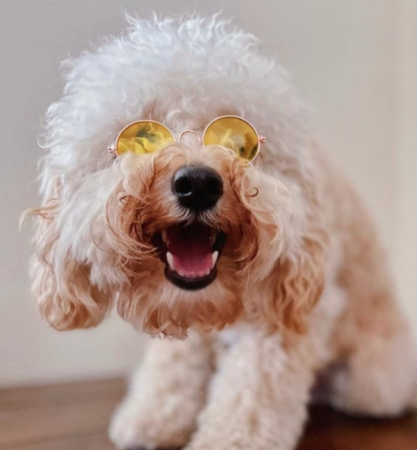 The Funniest Dog Faces On The Internet - Great Pet Living