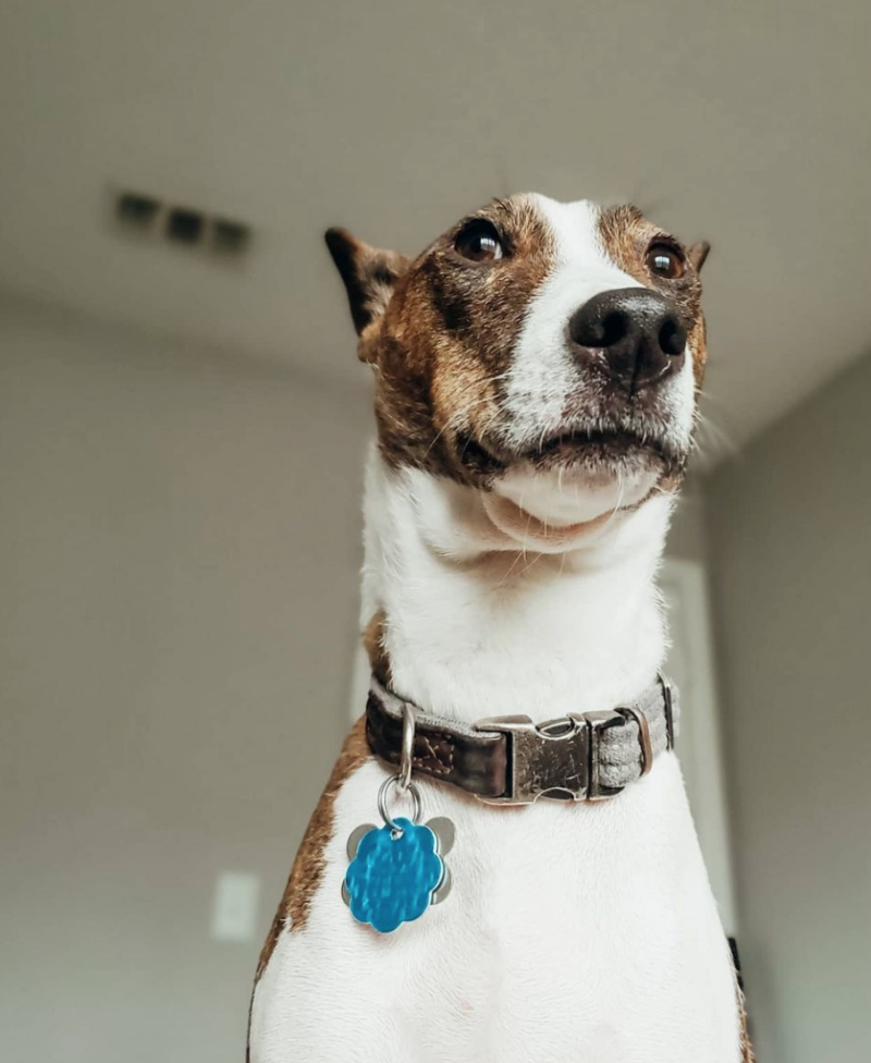 The Funniest Dog Faces On The Internet - Great Pet Living