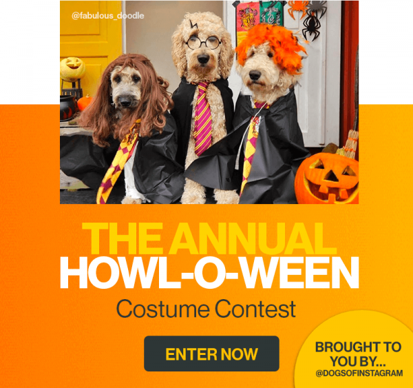DOI Halloween photo contest - Great Pet Living