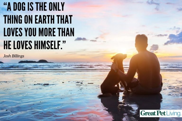 30 Dog Best Friend Quotes to Celebrate Your Bond - Great Pet Living
