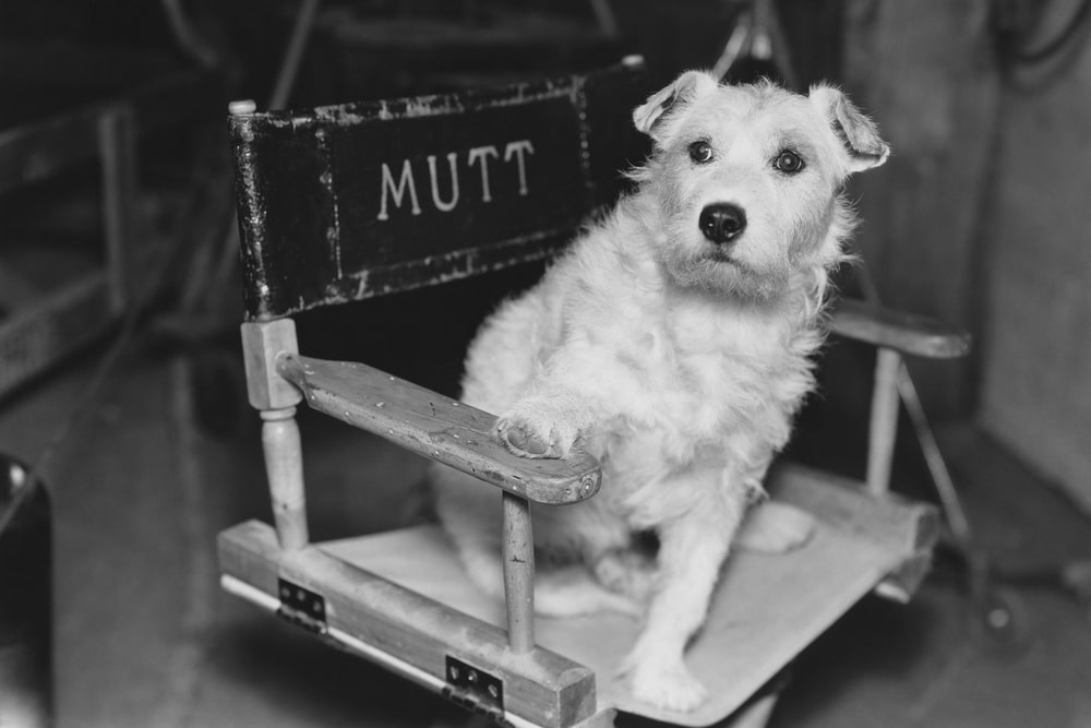 12 Famous Dogs In Movies Great Pet Living 12 Famous Dogs In Movies Great Pet Living